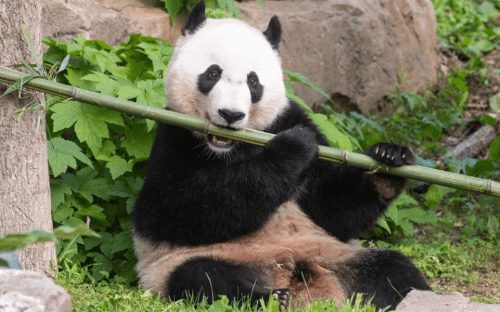 How Strong are Giant Pandas? | Panda Things