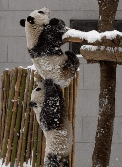 How Strong are Giant Pandas? | Panda Things