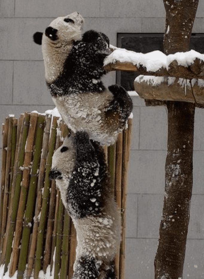 How Strong are Giant Pandas? | Panda Things