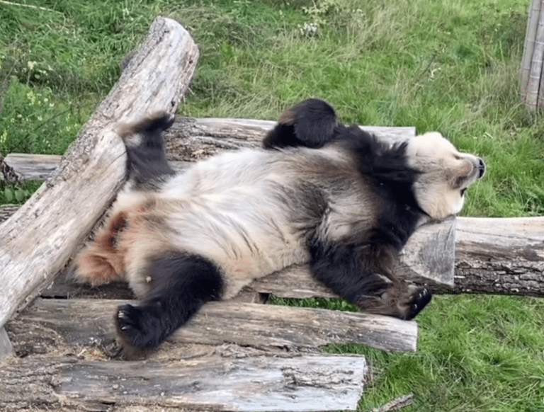 Where Do Pandas Sleep? - Panda Things