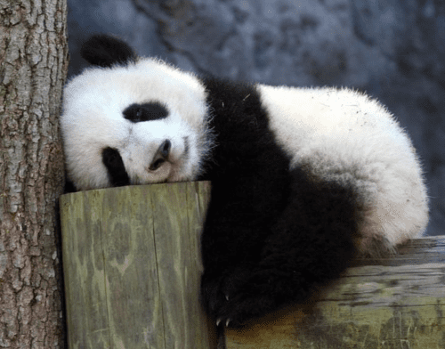 Where Do Pandas Sleep? - Panda Things