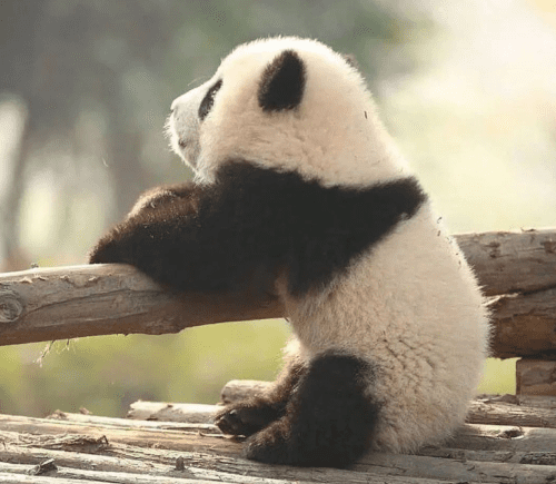 Learn About the Giant Panda | Panda Things