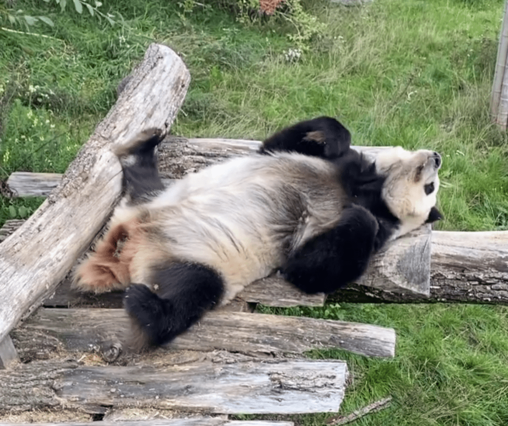 Are Pandas Bears? | Panda Things