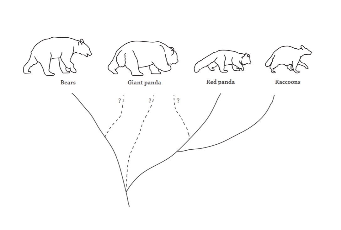 Are Pandas Bears? | Panda Things